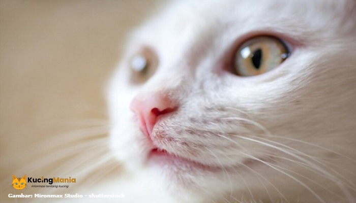 Kucing Albino Bukan Sekedar Kucing Berwarna Putih, Apa Bedanya?